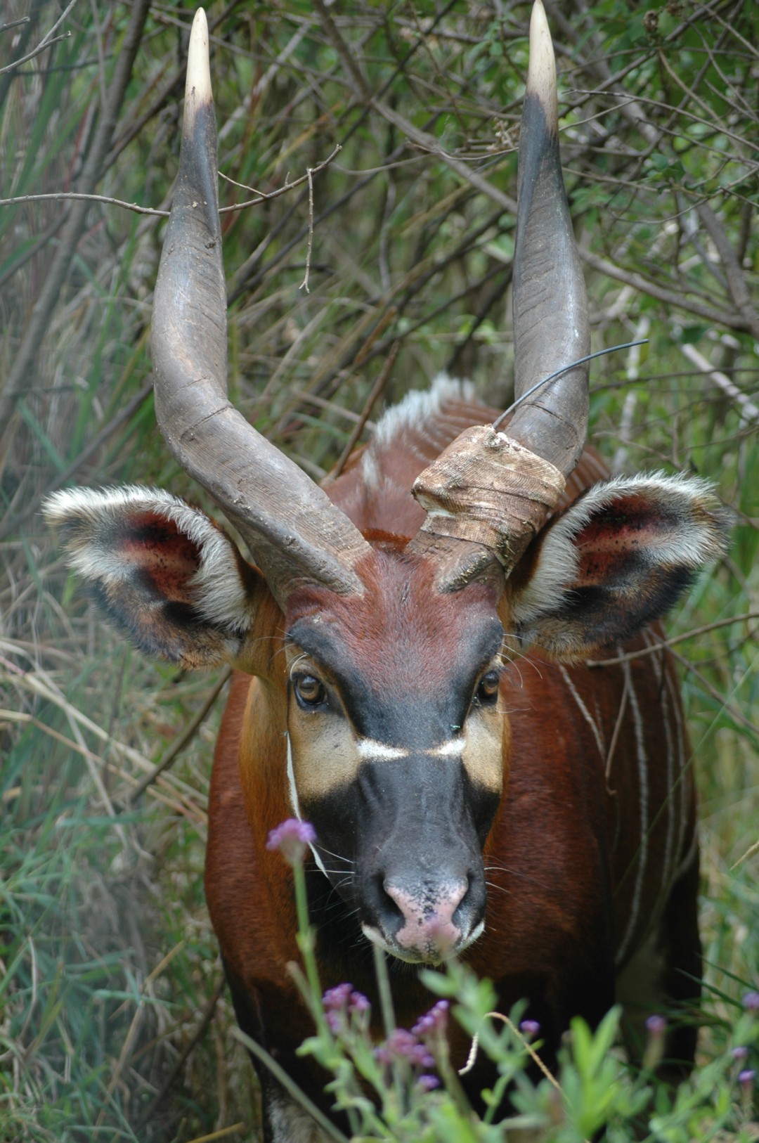 About the Mountain Bongo | International Bongo Foundation